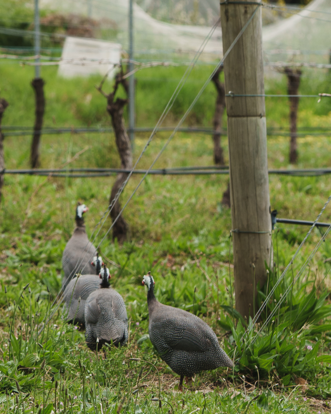 Meet the Maker: Rob & Jessica from Firetail Wines | Margaret River Wine